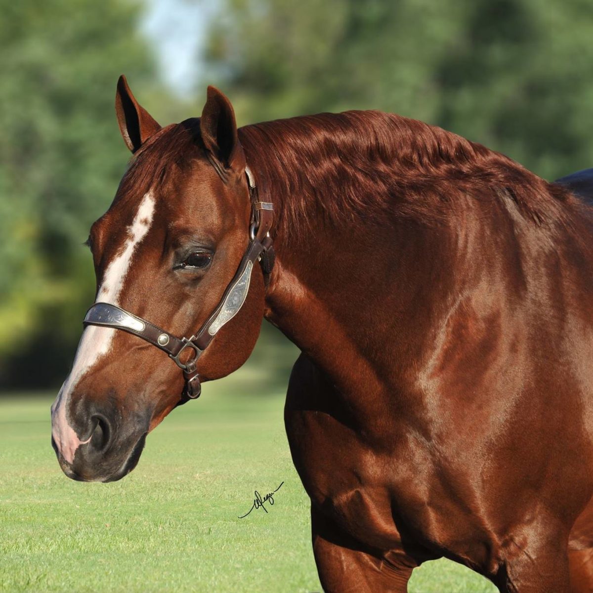 Store - Reined Cow Horse Training Online - RCHTO