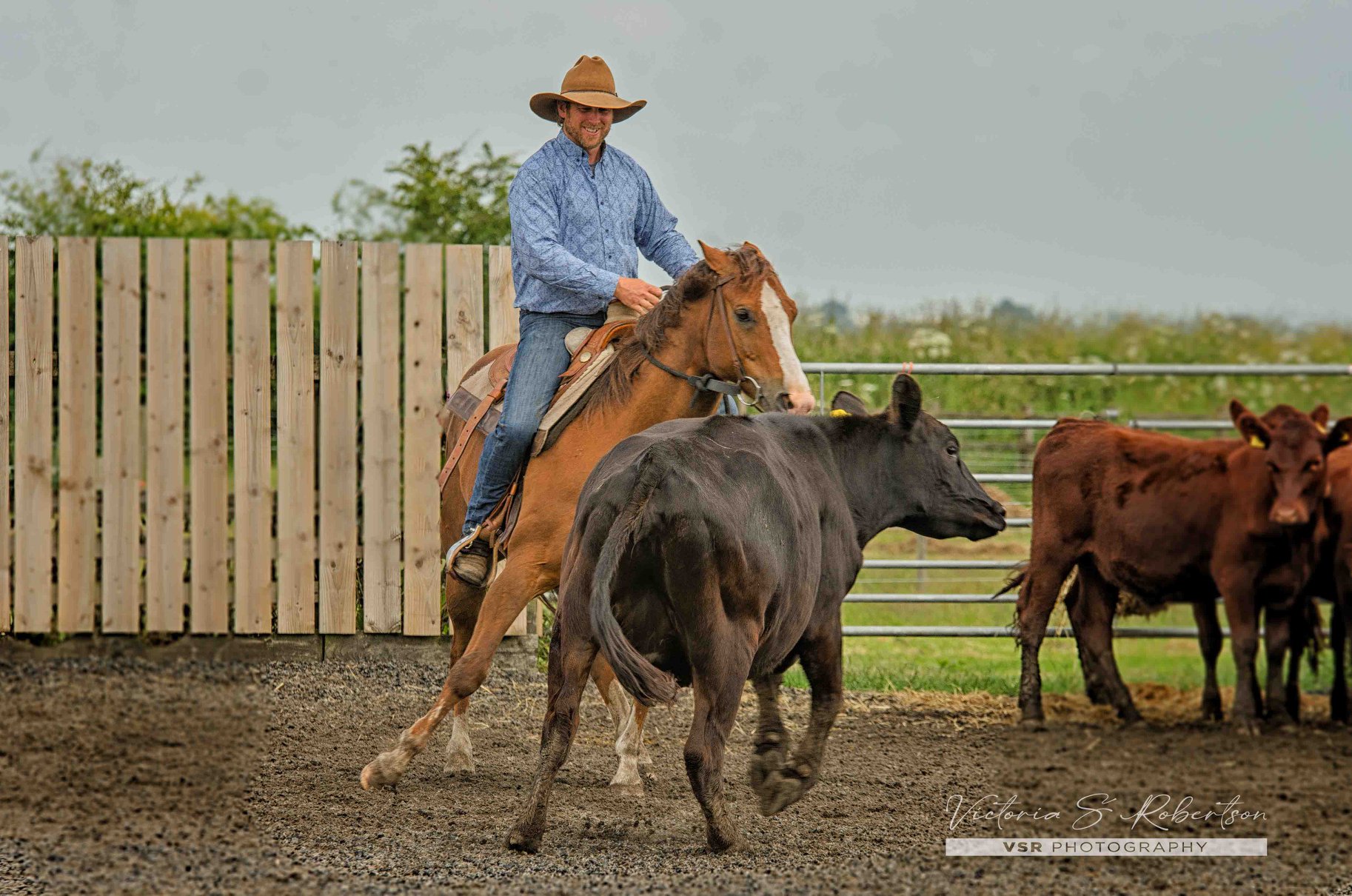 Cow Horses: Taking On England - Reined Cow Horse Training Online - RCHTO