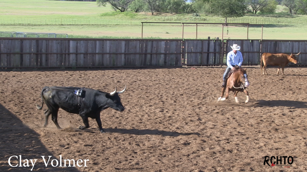 How To Keep A Hackamore Horse Disciplined In Your Herd Work With Clay ...