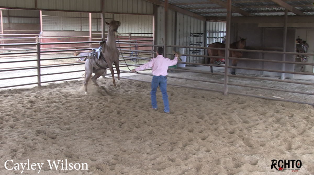 Horsemanship - Reined Cow Horse Training Online - RCHTO